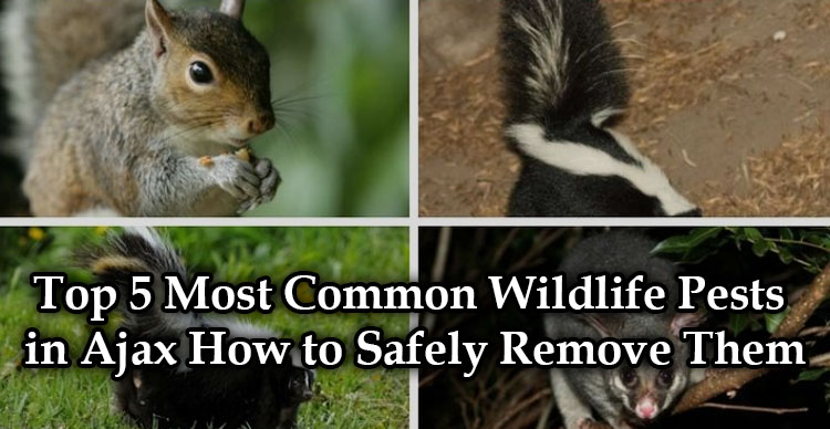 Top 5 Most Common Wildlife Pests in Ajax - Pestong
