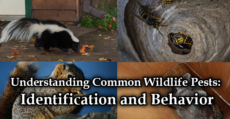How to Identify Wildlife Pests in Canada? - Pestong